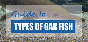 List of Gar Fish Species 2022 [Pics & ID Guide] - Pond Informer