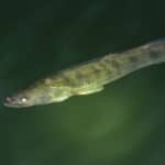 List of Fish Species in the Glendo Reservoir (Updated) - Pond Informer