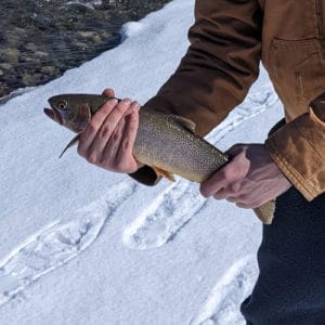 List of Fish Species in Jackson Lake, Wyoming (Updated) - Pond Informer