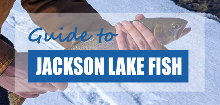 List of Fish Species in Jackson Lake, Wyoming 2023 [Updated] - Pond ...