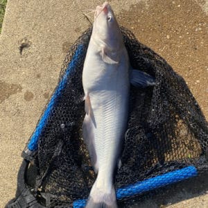 List of Fish Species in Kentucky Lake (Updated) - Pond Informer