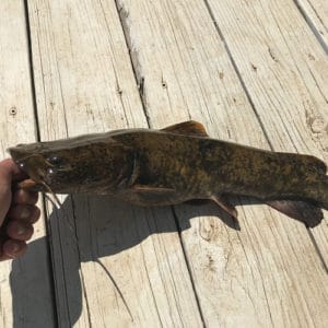 List of Fish Species in Kentucky Lake (Updated) - Pond Informer