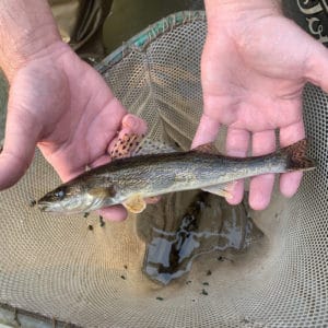 List of Fish Species in Kentucky Lake (Updated) - Pond Informer