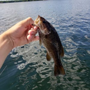 List of Fish Species in Kentucky Lake (Updated) - Pond Informer
