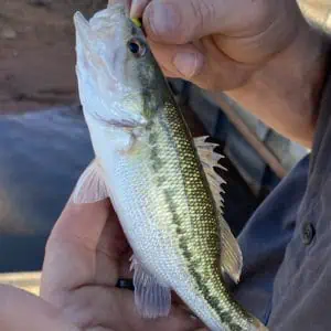 List of Fish Species in Kentucky Lake (Updated) - Pond Informer