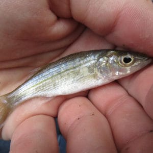List of Fish Species in Kentucky Lake (Updated) - Pond Informer