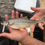 List of Fish Species in Lake Powell 2023 [Updated] - Pond Informer