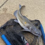 List of Fish Species in Lake Powell 2023 [Updated] - Pond Informer
