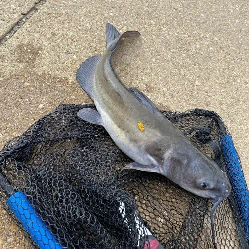 List of Fish Species in Lake Powell 2023 [Updated] - Pond Informer