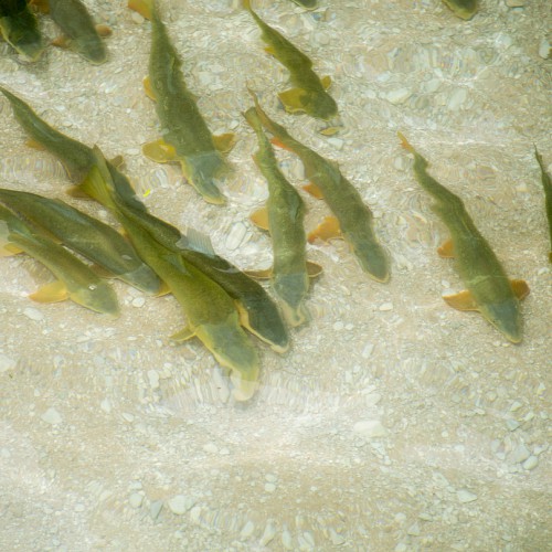 List of Fish Species in Lake Powell 2023 [Updated] - Pond Informer