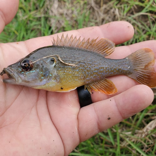 List of Fish Species in Lake Powell 2023 [Updated] - Pond Informer