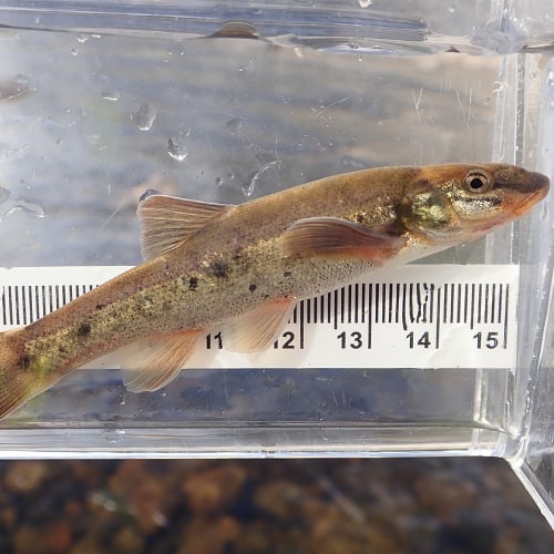 List of Fish Species in Lake Powell 2023 [Updated] - Pond Informer