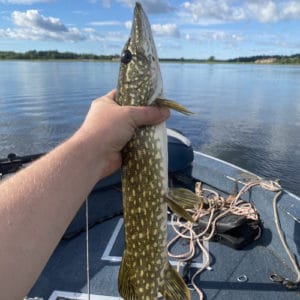 List of Fish Species in Lake Powell 2023 [Updated] - Pond Informer