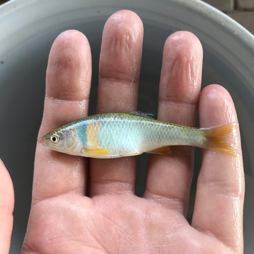 List of Fish Species in Lake Powell 2023 [Updated] - Pond Informer