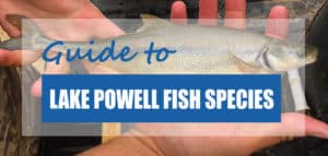 List of Fish Species in Lake Powell 2023 [Updated] - Pond Informer