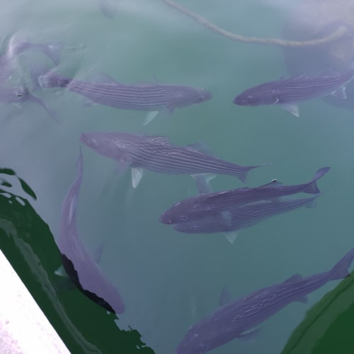List of Fish Species in Lake Powell 2023 [Updated] - Pond Informer