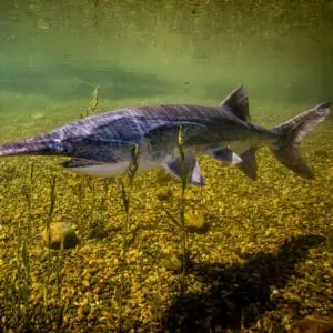 25 Fish Species in the Missouri River (Updated) - Pond Informer