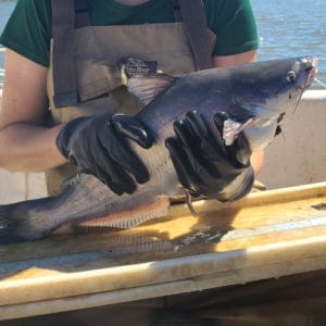 List of Fish Species in the Missouri River 2023 [Updated] - Pond Informer