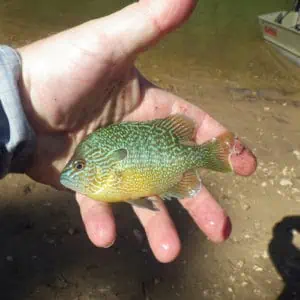 25 Fish Species in the Missouri River (Updated) - Pond Informer