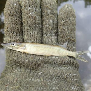 25 Fish Species in the Missouri River (Updated) - Pond Informer