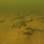 25 Fish Species in the Missouri River (Updated) - Pond Informer