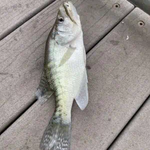 25 Fish Species in the Missouri River (Updated) - Pond Informer