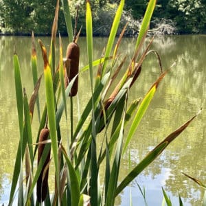 18 Plants Found in North American Lakes (ID Guide) - Pond Informer