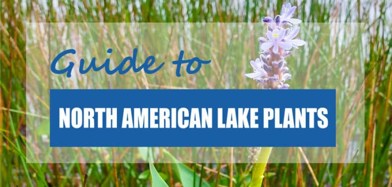 18 Plants Found in North American Lakes 2023 [ID Guide] - Pond Informer