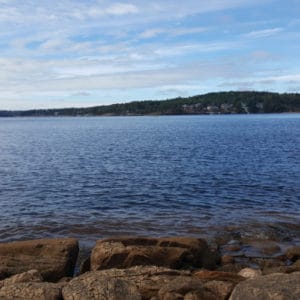 List of Fish Species in Lewis Smith Lake (Updated) - Pond Informer