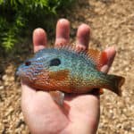 List of Fish Species in Lewis Smith Lake (Updated) - Pond Informer