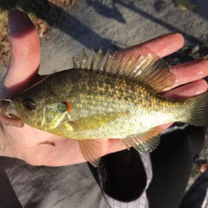 List of Fish Species in Lewis Smith Lake (Updated) - Pond Informer