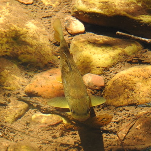 Fish Species in the Spinney Mountain Reservoir (Updated) - Pond Informer