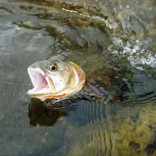 Fish Species in the Spinney Mountain Reservoir (Updated) - Pond Informer