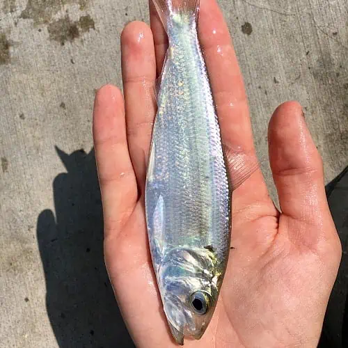 List of Fish Species in the Umpqua River (Updated) - Pond Informer