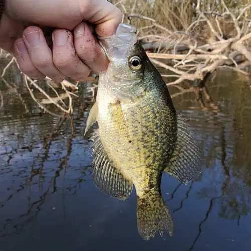 List of Fish Species in the Umpqua River (Updated) - Pond Informer