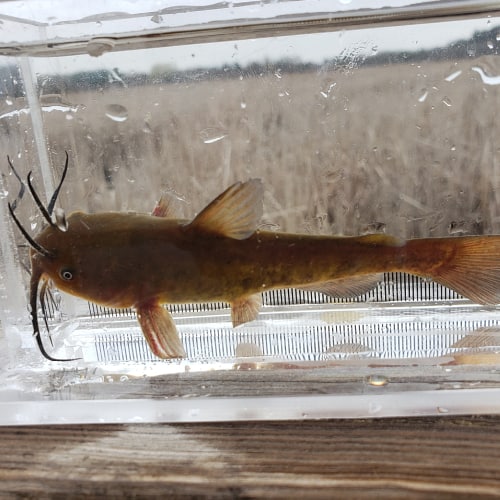 List of Fish Species in the Umpqua River (Updated) - Pond Informer