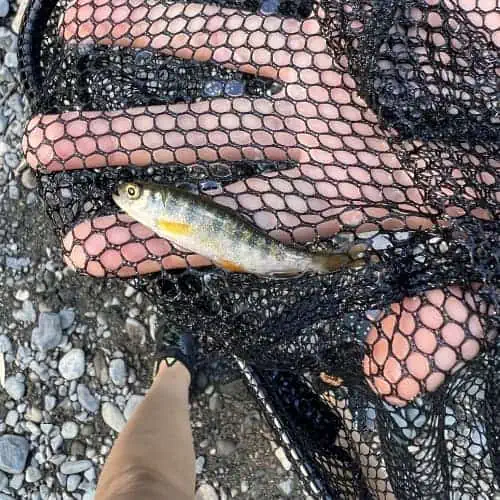 List of Fish Species in the Umpqua River (Updated) - Pond Informer