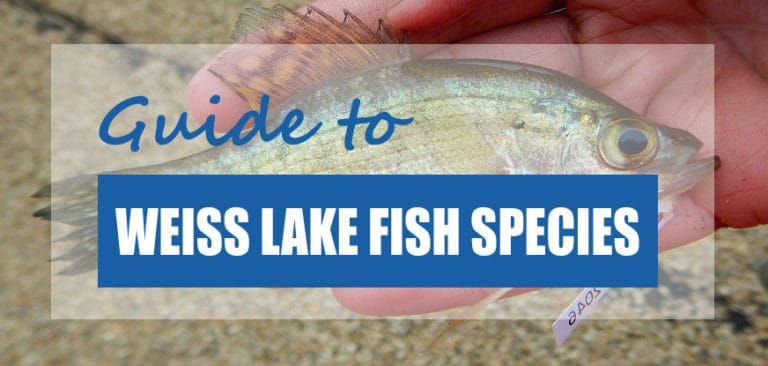List of Fish Species in Weiss Lake 2023 [Updated] - Pond Informer