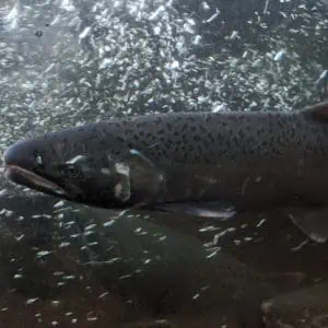 Freshwater Fish Species in Alaska (ID + Pictures) - Pond Informer