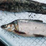 Freshwater Fish Species in Alaska (ID + Pictures) - Pond Informer