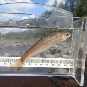 Freshwater Fish Species in Alaska (ID + Pictures) - Pond Informer
