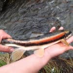 Freshwater Fish Species in Alaska (ID + Pictures) - Pond Informer