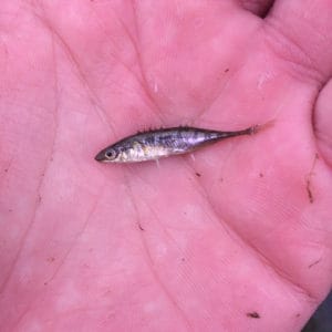 Freshwater Fish Species in Alaska (ID + Pictures) - Pond Informer