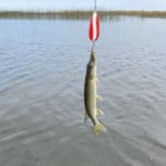 List of Freshwater Fish Species in Alaska 2023 (ID + Pictures) - Pond ...