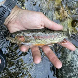 Freshwater Fish Species in Alaska (ID + Pictures) - Pond Informer