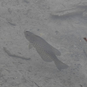 List of Fish Species in Bankhead Lake (Updated) - Pond Informer