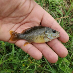 List of Fish Species in Bankhead Lake (Updated) - Pond Informer