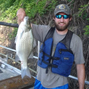 List of Fish Species in Bankhead Lake (Updated) - Pond Informer