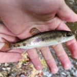 List of Fish Species in Bankhead Lake (Updated) - Pond Informer