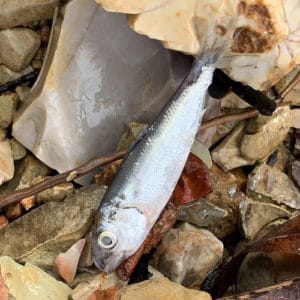 List of Fish Species in Bankhead Lake (Updated) - Pond Informer